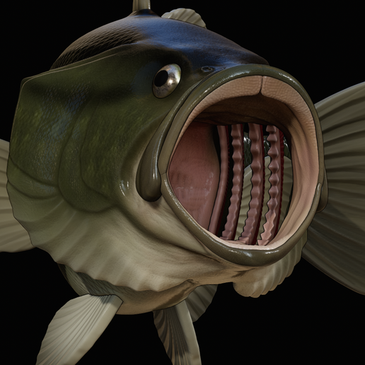 🐠 fish Largemouth Bass / Micropterus salmoides trophy statue detailed ...