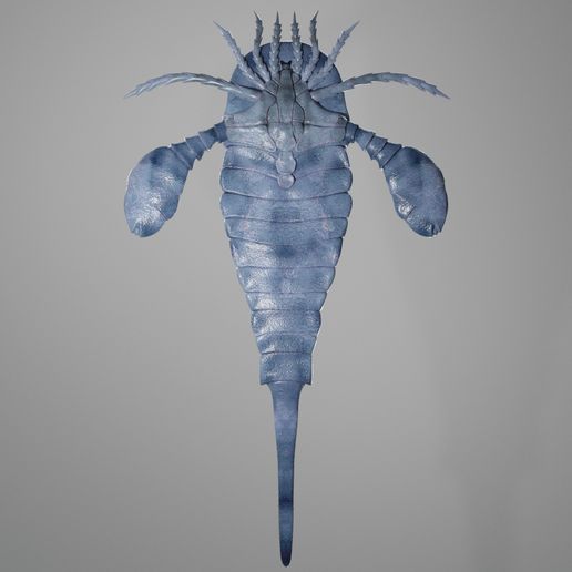 OBJ file eurypterus COLLECTIBLE PALEO ART 🎨 ・Template to download and ...