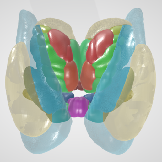 🧠 34 PARTS Comprehensive Anatomy of Thalamus Nuclei and Basal Ganglia ...