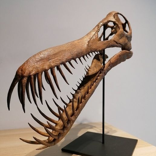 💀 Pterosaur skull - Boreopterus・ STL File for 3D printing・Cults
