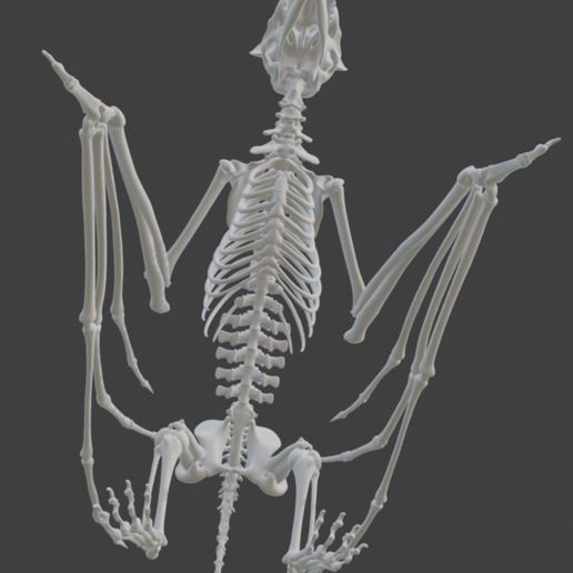 🧛 Vampire bat skeleton ready file for 3D printer STL・ STL File for 3D ...