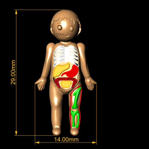 🗿 HUMAN BODY ANATOMY TOY 3D PRINTABLE MODEL・ STL File for 3D printing・Cults