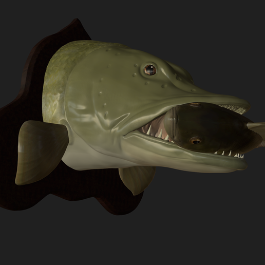 🏆 Pike eat perch detailed texture trophy taxidermy for 3d printing・Free ...
