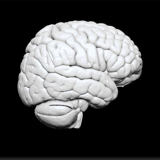 🧠 human brain medical anatomy・ STL File for 3D printing・Cults