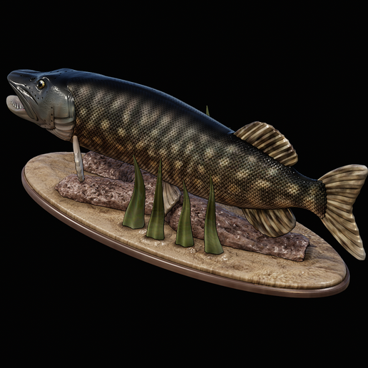 🐠 fish NORTHERN PIKE (ESOX LUCIUS) in motion 2 natural base detailed ...