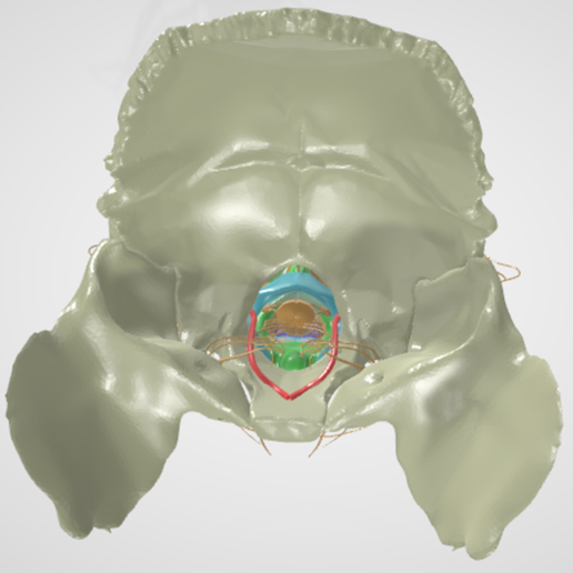 💀 CERVICAL SPINE AND SKULL BASE ANATOMY WITH VERTEBRAL ARTERY AND VEIN, NERVE, SPINAL CORD ...