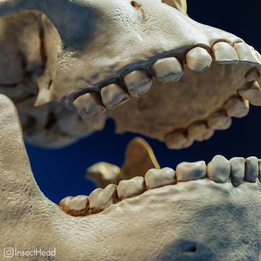 💀 Australopithecus sediba skull reconstruction・ STL File for ・Cults