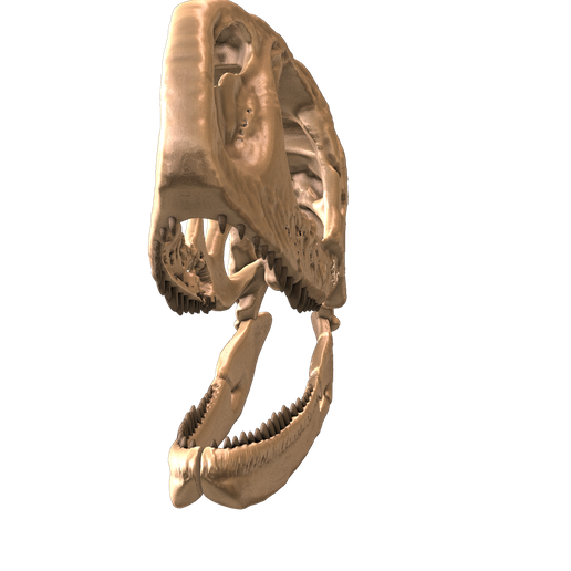 💀 Rugops skull・ STL File for 3D printing・Cults