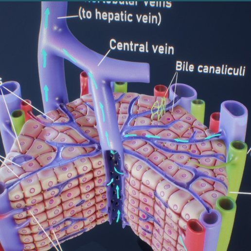 🩻 Microanatomy of the Liver: A Cross-Sectional View・ 3D File for 3D ...