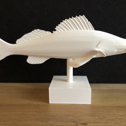 🎣 Zander or Walleye on (optional) pedestal・ STL File for ・Cults