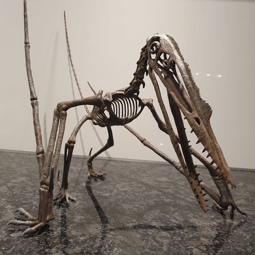 pterodactyl skeleton replica