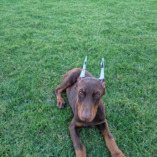 👂 Ear posts doberman/Ear Posting stl・ STL File for 3D printing・Cults