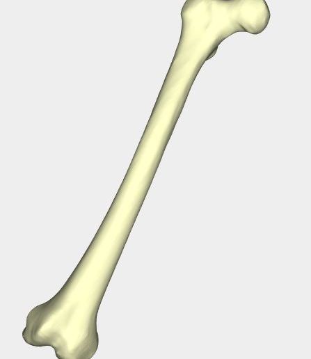 tibia anatomy unlabeled