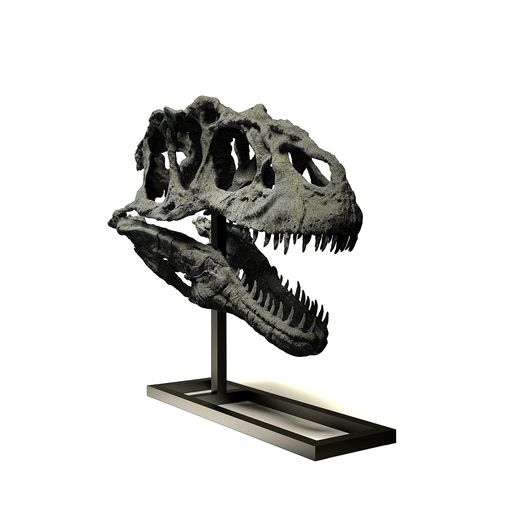 💀 ALLOSAURUS SKULL・ 3D File for 3D printing・Cults